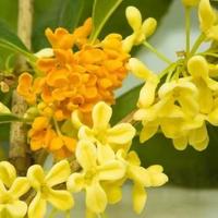 sdsxdwd中二计算 的想法: #四色定理 “桂子月中落，天香云外飘”