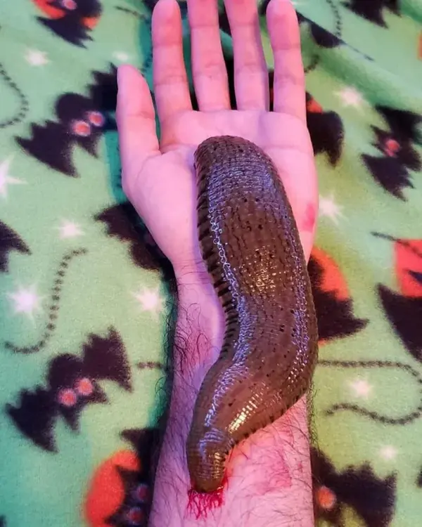 三眼乌鸦 的想法: 水蛭之王：亚马逊巨型水蛭（Giant Amazon Leech） | 亚马逊巨型水蛭（Haementeria ...