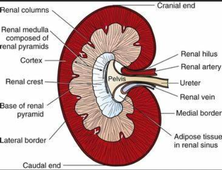 开穹 的想法: 肾的4种类型:复肾Duplex kidney,由许多独立的肾叶构成，见于鲸、熊、水獭等。光滑单乳头肾Smooth ...