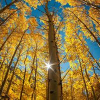 二叉搜索树(BST)的创建、插入、查找、删除和遍历 - 知乎