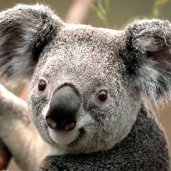 Kevin - 知乎