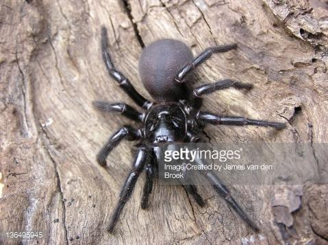 世界上有哪些剧毒的蜘蛛？被它们咬伤后有什么后果呢？ - 知乎