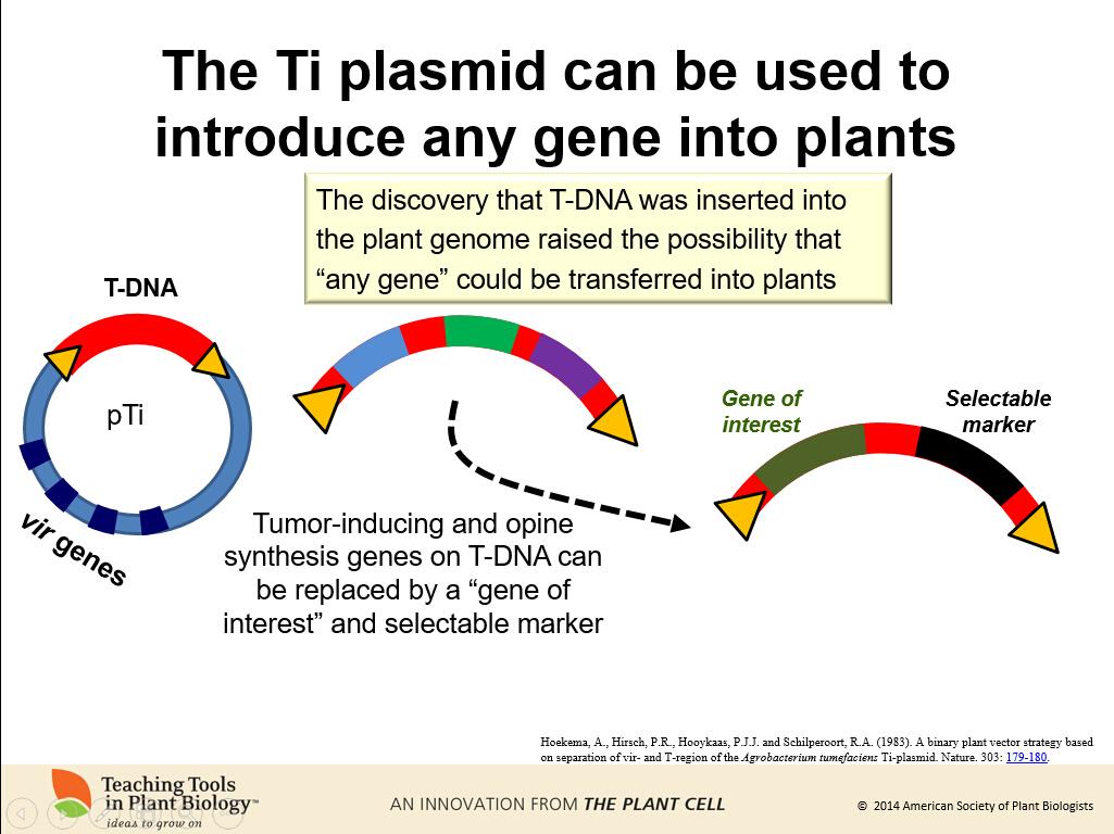 农杆菌转化法中，Ti质粒中的T-DNA是如何插入目标染色体的DNA中的？ - 知乎