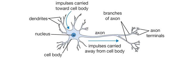 CS231n课程笔记翻译：神经网络笔记1（下） - 知乎