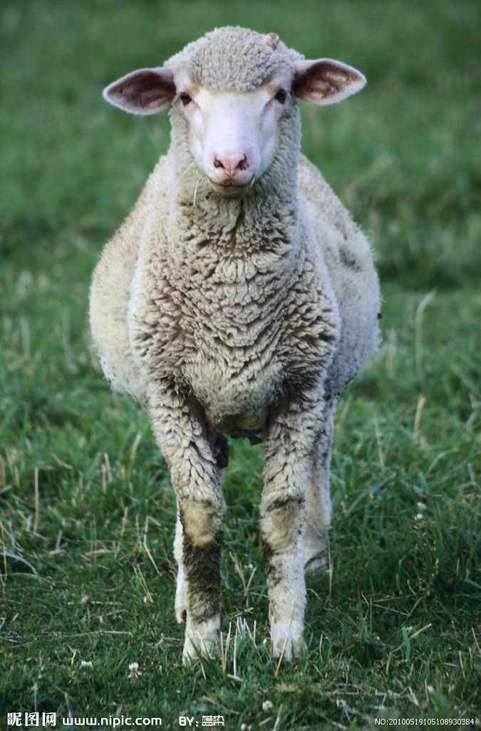 《疯狂动物城》（Zootopia）中有哪些有趣的细节？ - 知乎