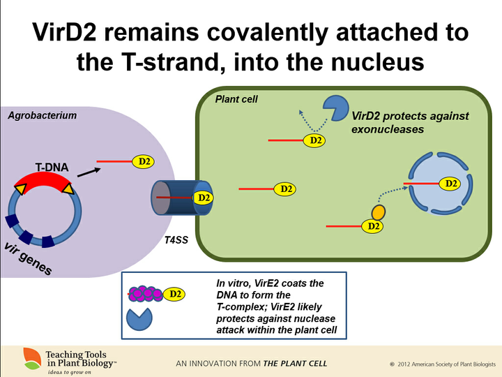 农杆菌转化法中，Ti质粒中的T-DNA是如何插入目标染色体的DNA中的？ - 知乎