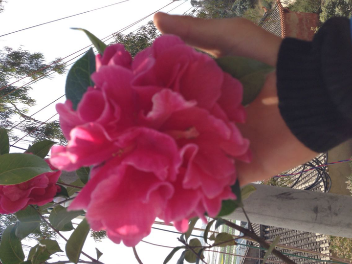 尼泊尔的国花高山杜鹃对这个国家有什么意义？为什么选杜鹃当国花？ - 知乎