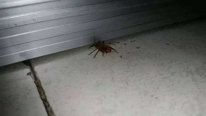 家里饲养白额高脚蛛真的可以有效减少蟑螂数量吗？ - 知乎