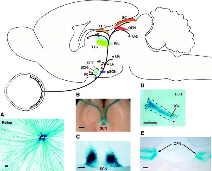 为什么人熟睡时被强光照射后会醒？ - 知乎