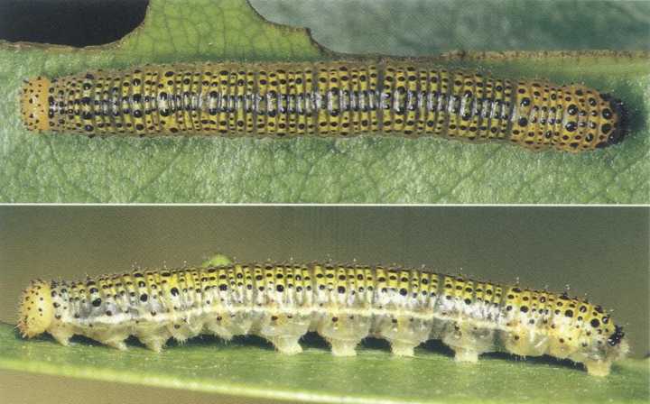 蝴蝶和蛾子的幼虫有什么区别？ - 知乎