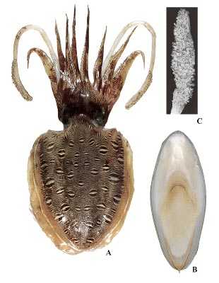 日语里日常生活中说的「烏賊」和中文中的「乌贼」是否指同一个物种？ - 知乎