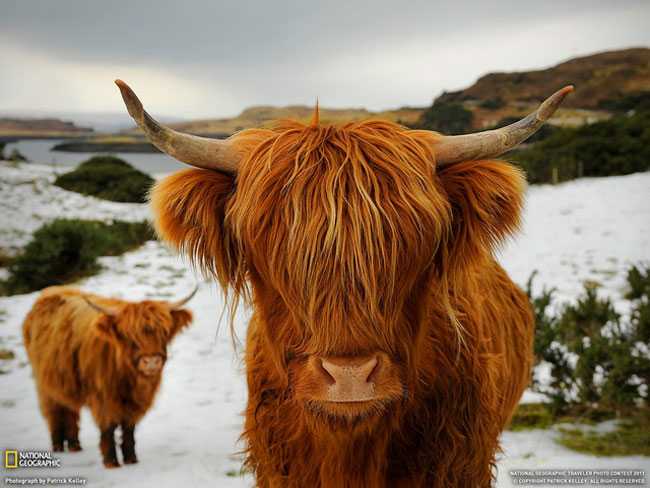 《疯狂动物城》（Zootopia）中有哪些有趣的细节？ - 知乎