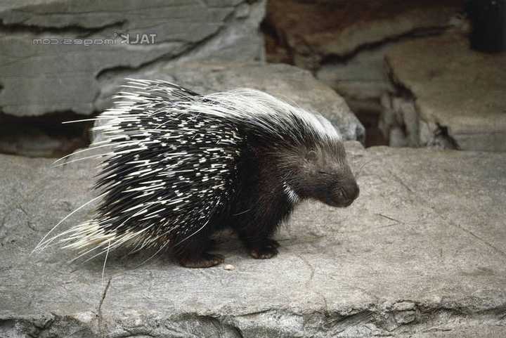 《疯狂动物城》（Zootopia）中有哪些有趣的细节？ - 知乎