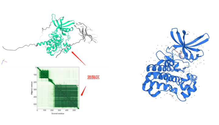 AlphaFold 2 开源并迎来升级，可 10 分钟解出蛋白质结构，如何评价这一突破？ - 知乎