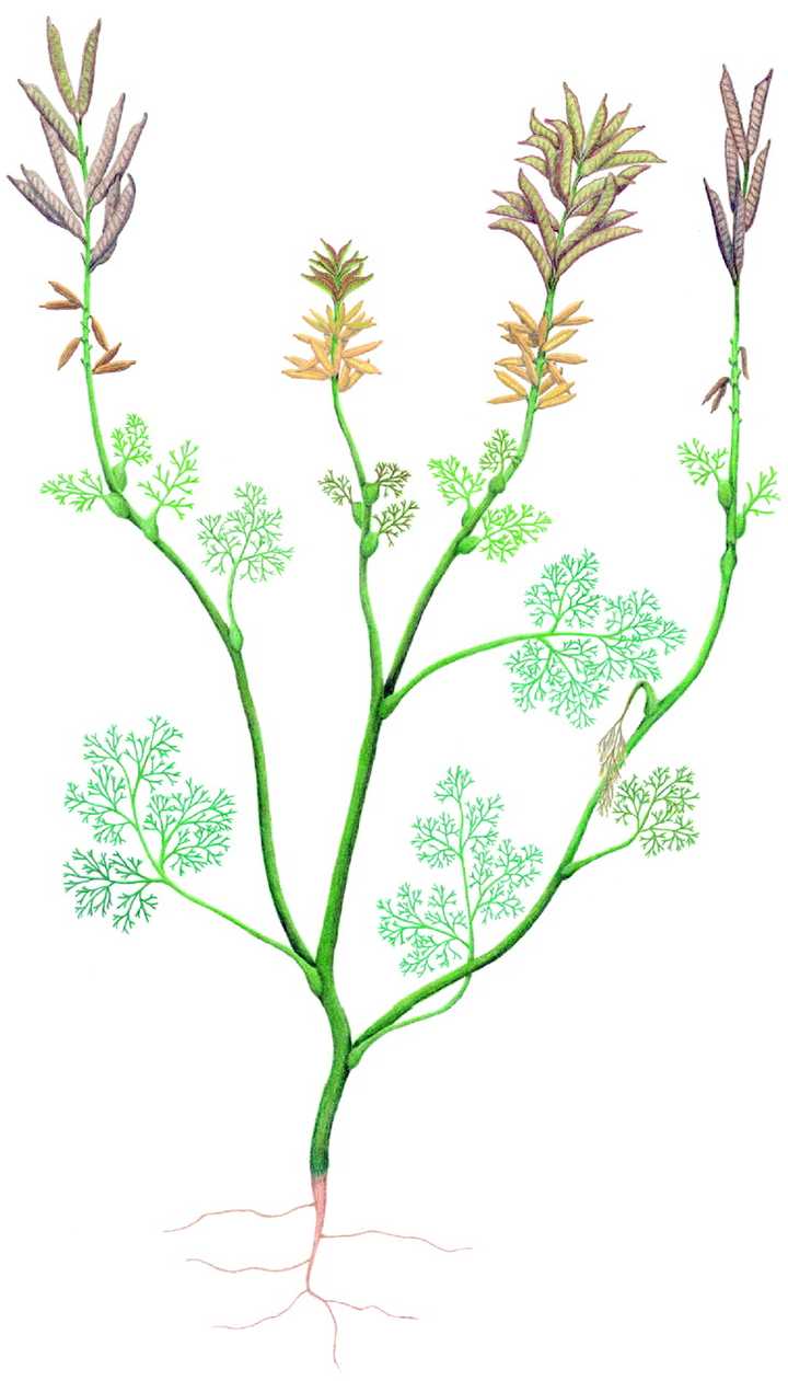 从进化上来看，最早使用「花」作为生殖器官的植物是什么？ - 知乎
