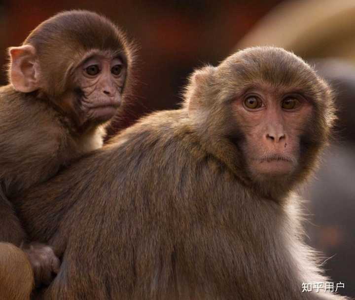 有长尾巴的人吗？ - 知乎