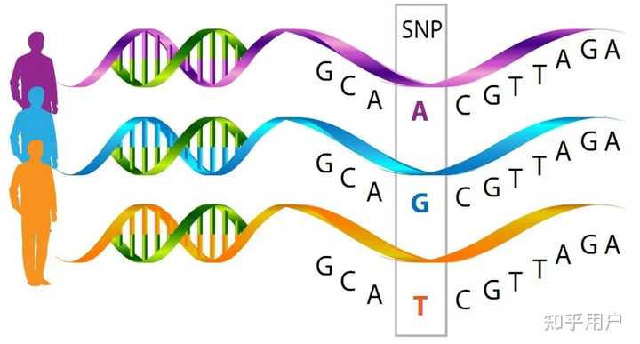 能否通俗地讲一讲Gene, allele, SNP的关系呀，如何理解呢？ - 知乎