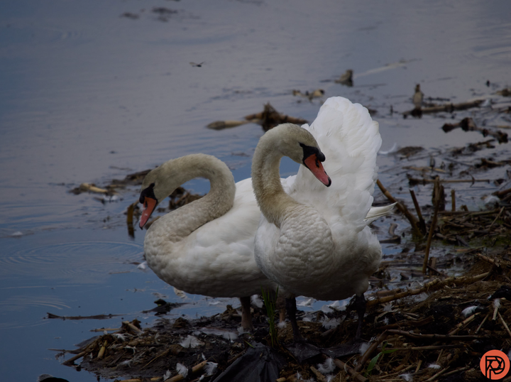 2023 m43打鸟如何选择? - 知乎