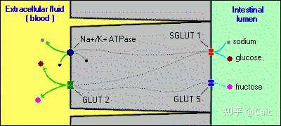 果糖和半乳糖通过生物膜的方式? - 知乎