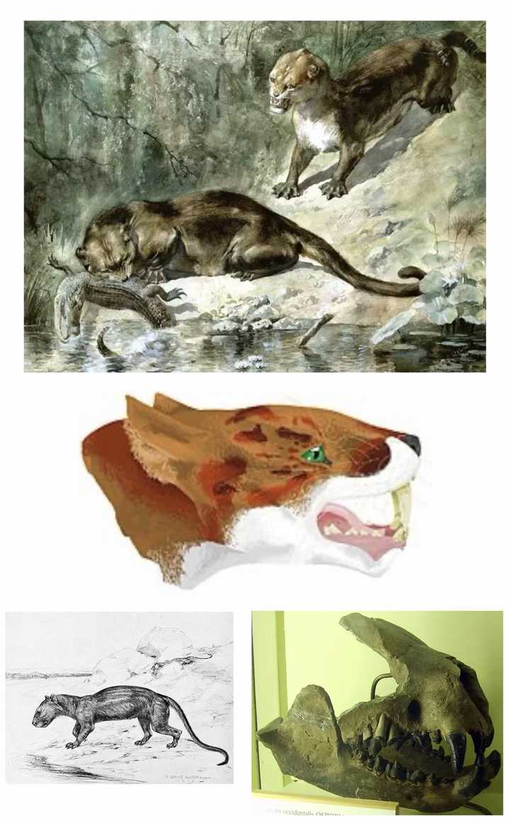 真兽类已灭绝的目分别属于真兽亚纲的哪个总目？ - 知乎