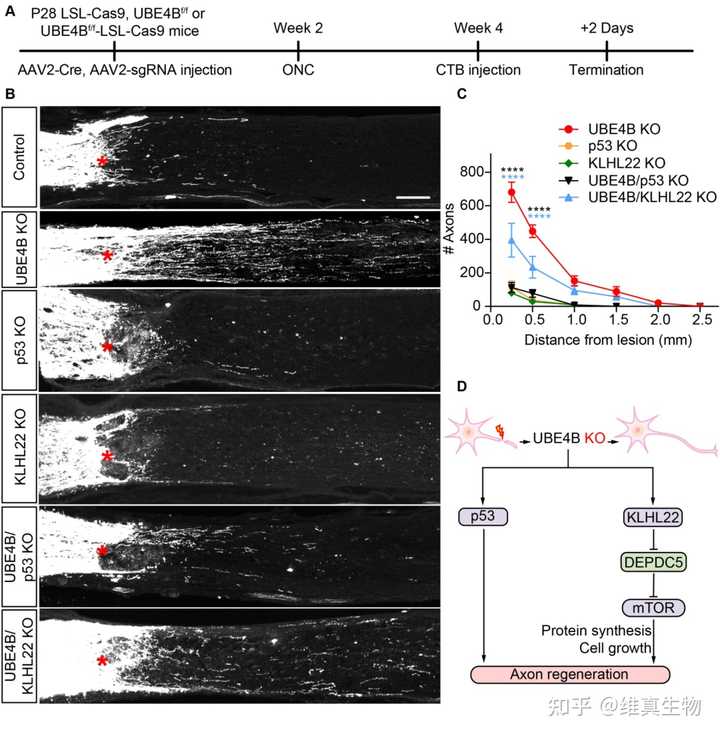 如何借助小鼠gRNA AAV载体实现基因敲除？ - 知乎
