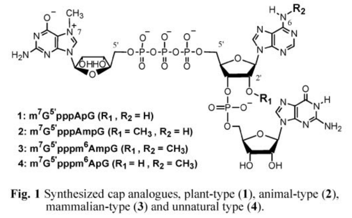 真核生物的mRNA结构特点有哪些？ - 知乎
