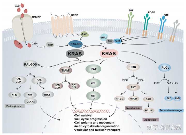 什么是KRAS？ - 知乎