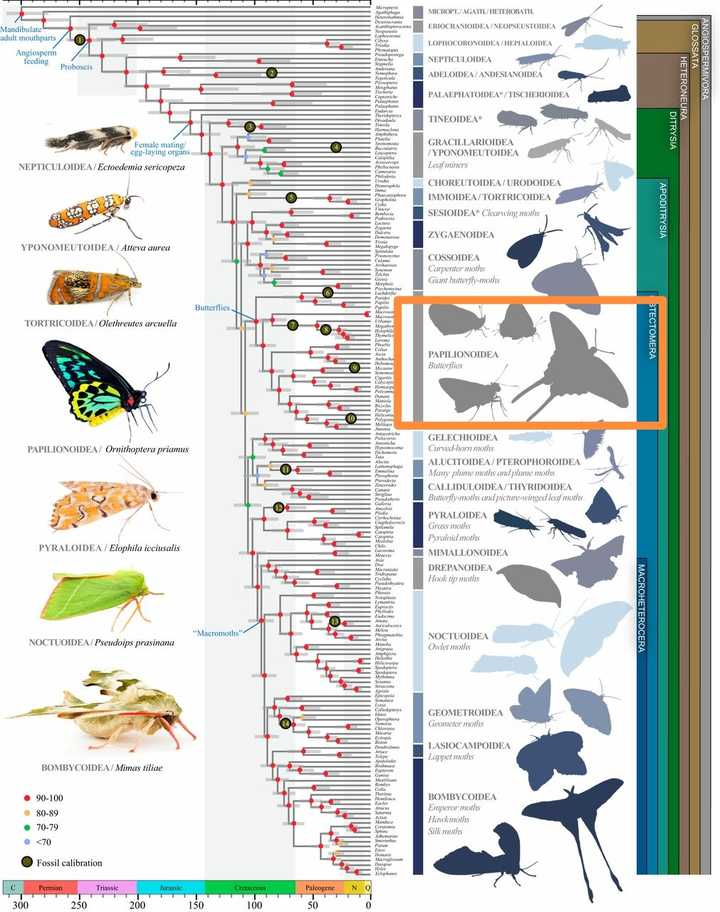 怎样辨别蝴蝶和飞蛾? - 知乎