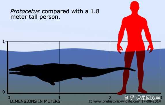 所有鲸类尾鳍形态都一样吗？ - 知乎