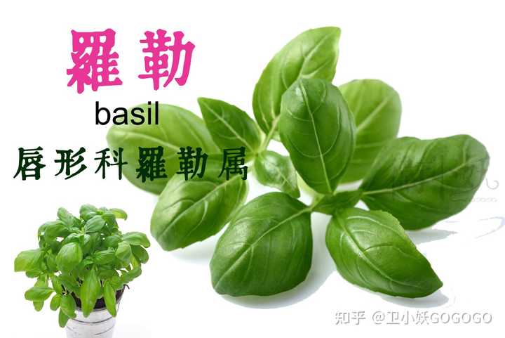 哪些西餐用的植物香料可以在家自己种植？ - 知乎