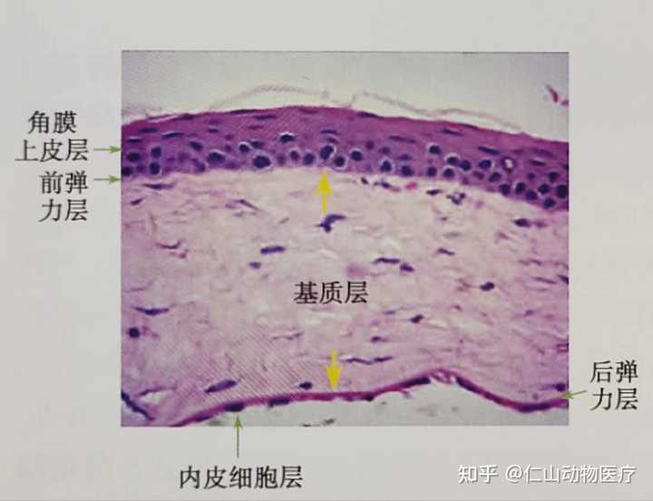 求大鼠解剖图，把包括大脑、器官、骨头之类的？ - 知乎