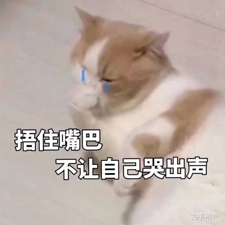 有没有哭泣猫的表情包？ - 知乎