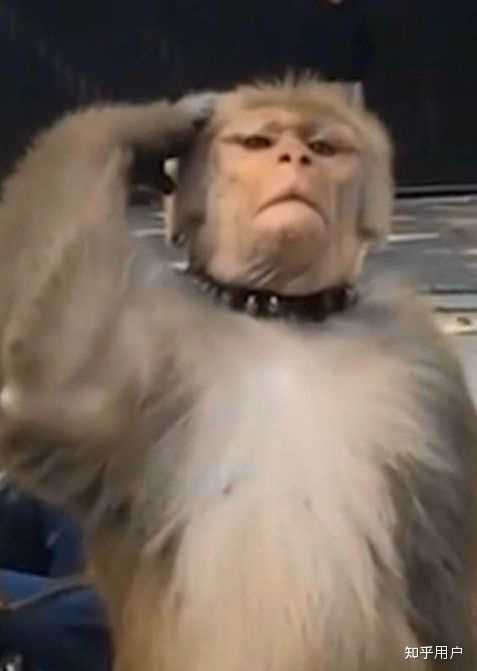请问大家有没有猴子的表情包？ - 知乎