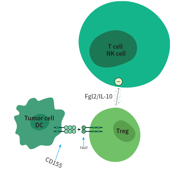 目前 靶向 TIGIT 药物在研现状是什么？ - 知乎