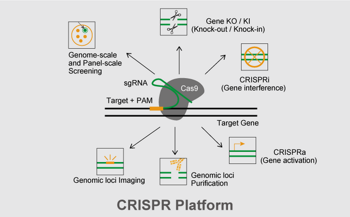 CRISPR/Cas9系统的编辑原理是什么？ - 知乎