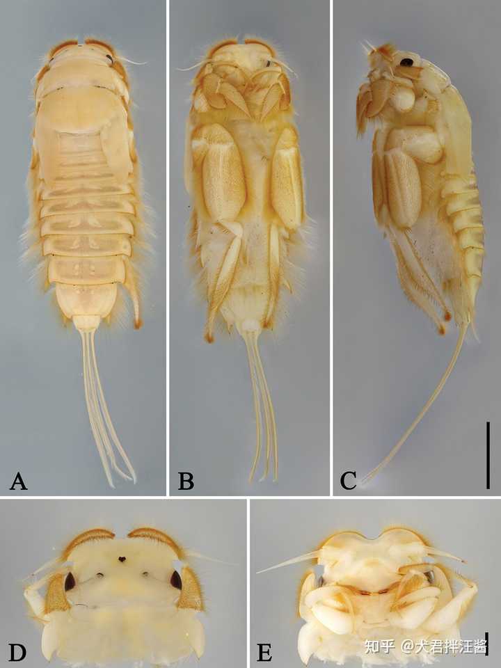 在长江发现蜉蝣新物种，取名「苏轼无爪蜉」，这个物种最大特点是什么？它的发现有什么样的意义？ - 知乎