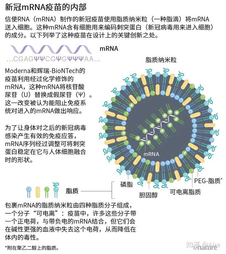 为什么核苷碱基修饰方面的发现，会促进有效mRNA 疫苗的研发？ - 知乎