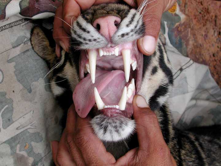 求解释剑齿动物的趋同进化和灭亡原因？以及剑齿这一生理特征的意义？ - 知乎