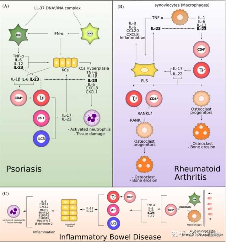 什么是白细胞介素23 (IL-23)？ - 知乎