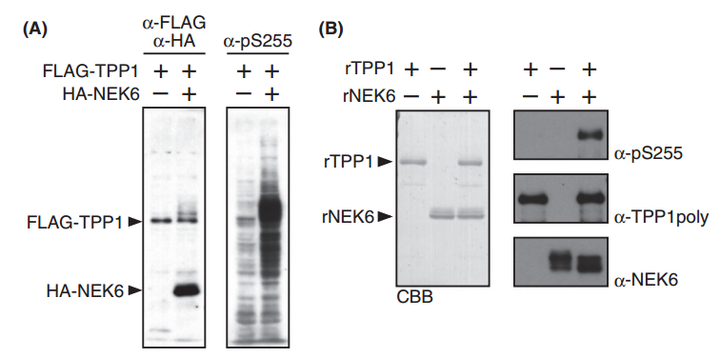 衰老细胞处于细胞周期的哪个阶段？ - 知乎