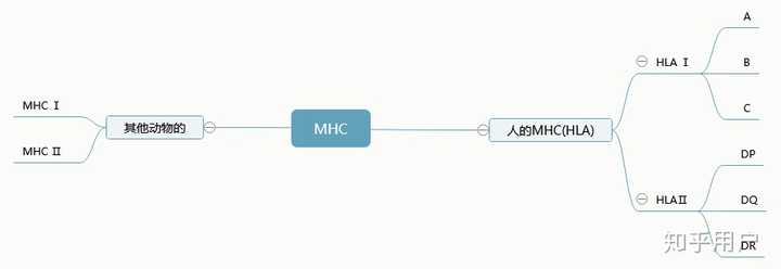HLA-DR和MHC2类分子是什么关系 前者是后者的一种吗？还是说前者是组成后者的一部分？ - 知乎