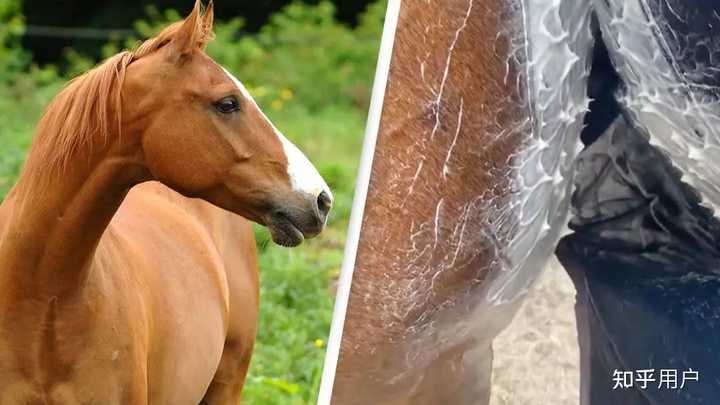 马汗有什么特别的地方么？ - 知乎