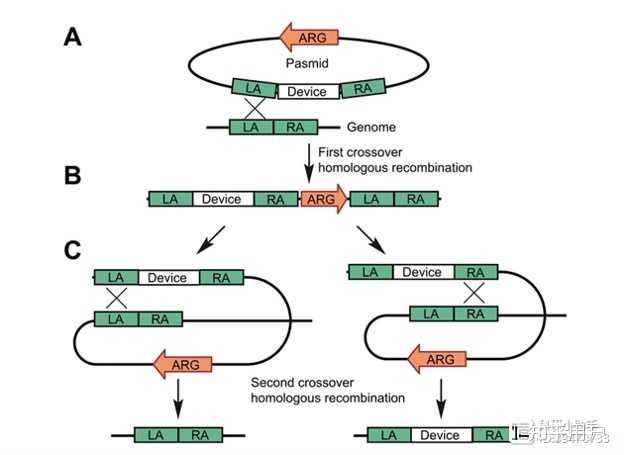 同源重组基因敲除，交换具体是如何实现的呢？能否有图片讲解? - 知乎