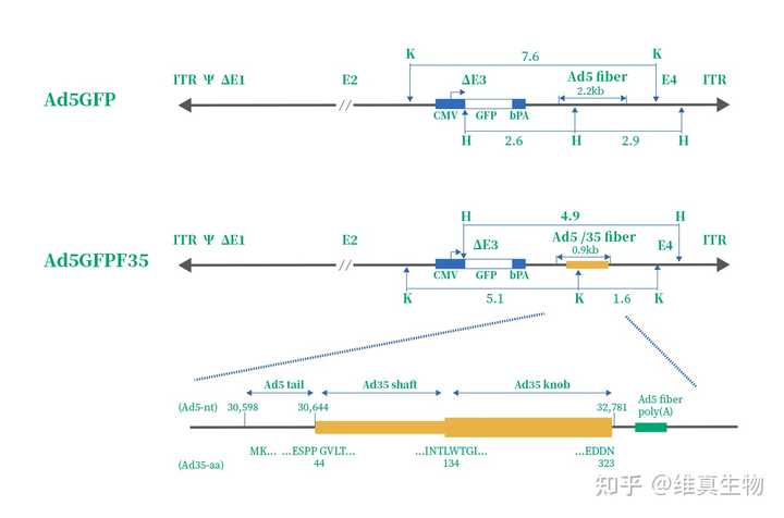 腺病毒血清型Ad5 和 Ad5/F35的区别是什么？ - 知乎