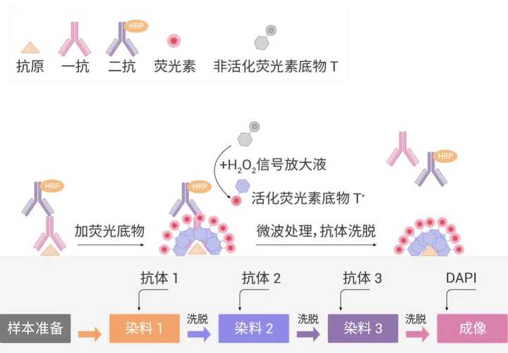 多重荧光免疫组化技术 (mIHC) 的原理什么，与 IHC 和 IF 有何区别？ - 知乎
