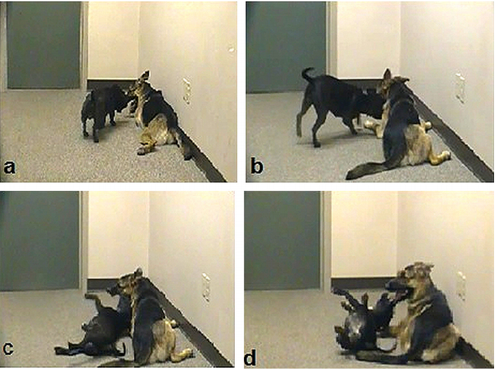 为什么猫会在看到你的时候把肚皮翻过来？ - 知乎