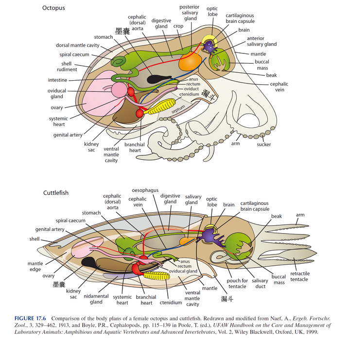 乌贼为什么会喷墨汁？ - 知乎