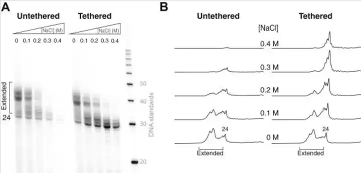 t7 体外转录原理在医学领域中有哪些潜在应用？ - 知乎