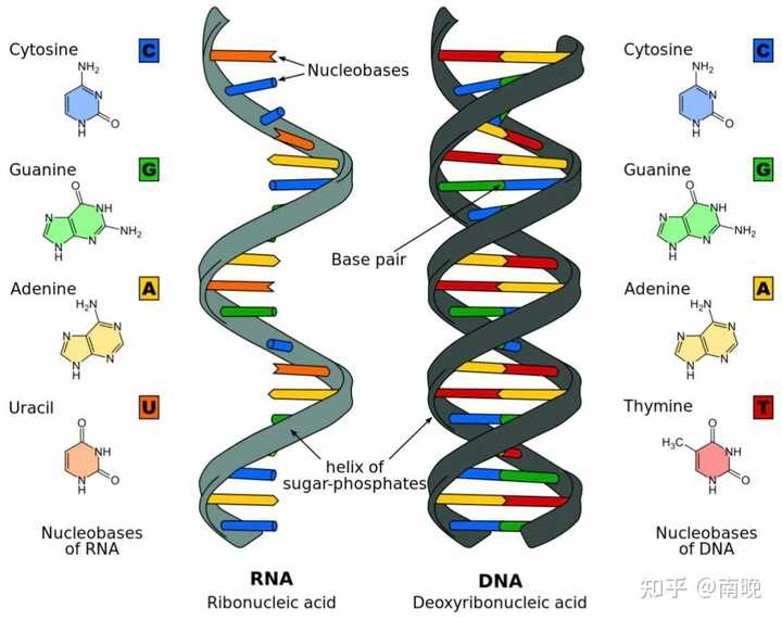 RNA 病毒与 DNA 病毒哪个更恐怖？ - 知乎