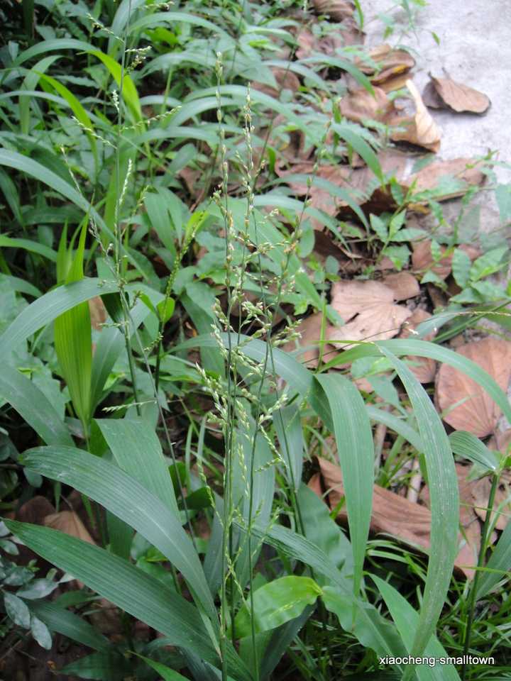 狗尾巴草会开花么？ - 知乎